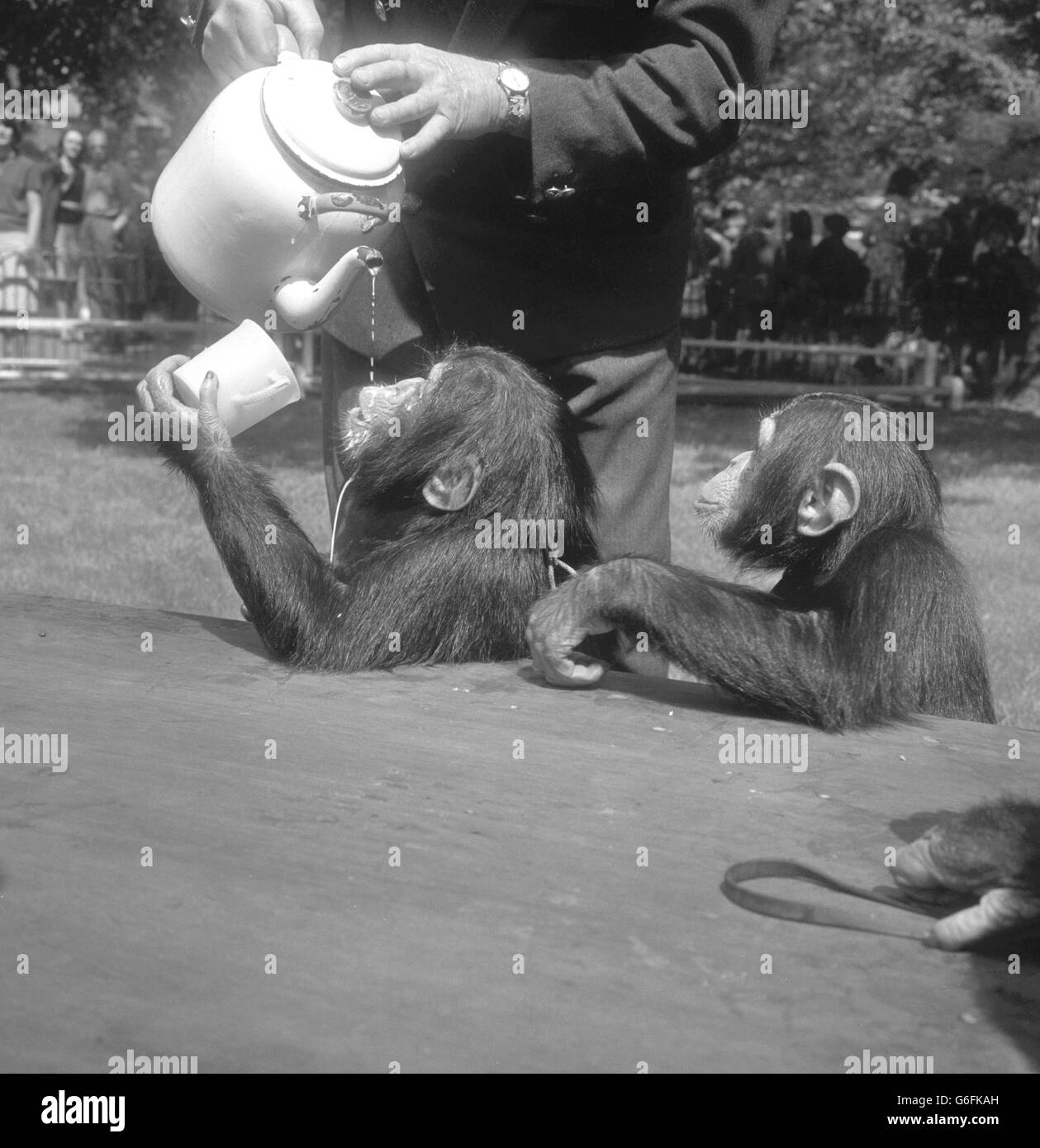 Chimps tea party hi-res stock photography and images - Alamy