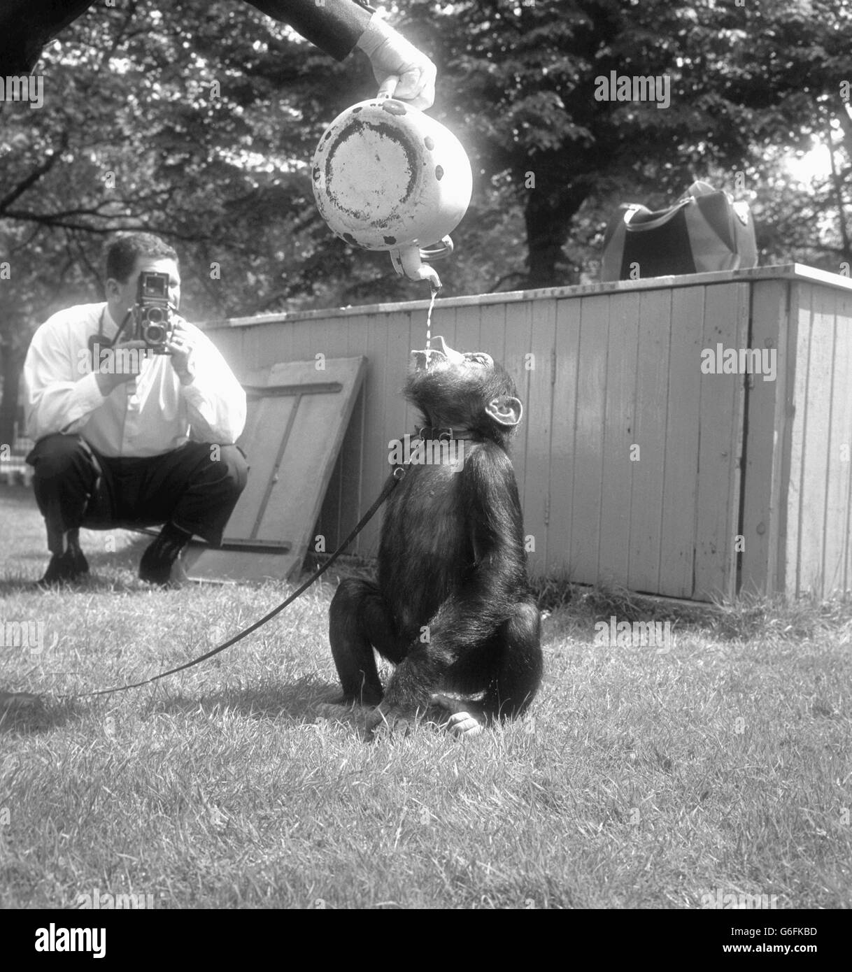 Chimpanzee Winnie enjoys a drink straight from the teapot during ...