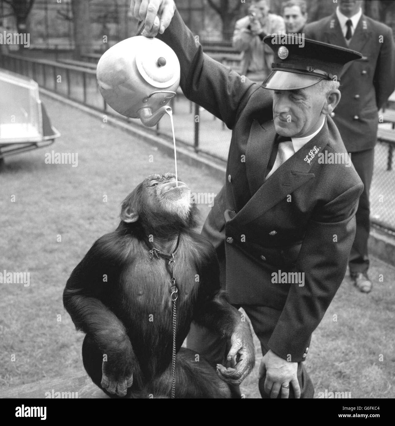 Entertainment - Chimpanzees' Tea Party - London Zoo Stock Photo - Alamy