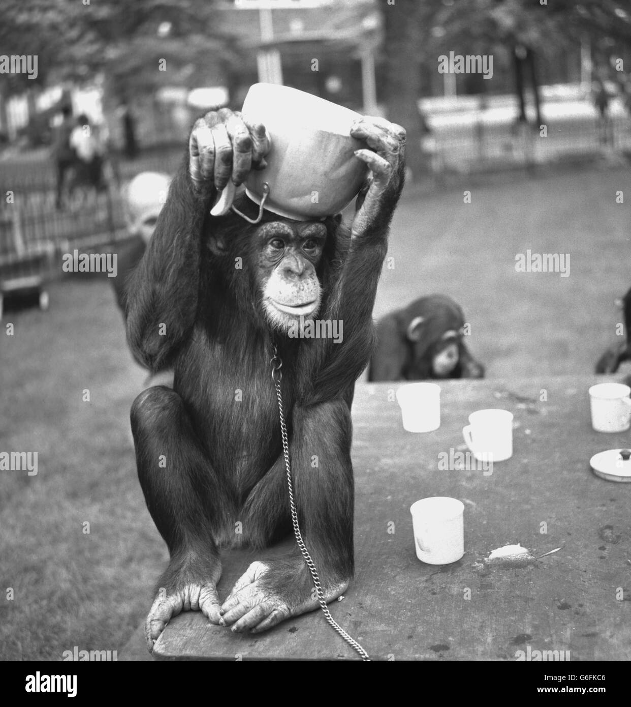 Chimps tea party hi-res stock photography and images - Alamy