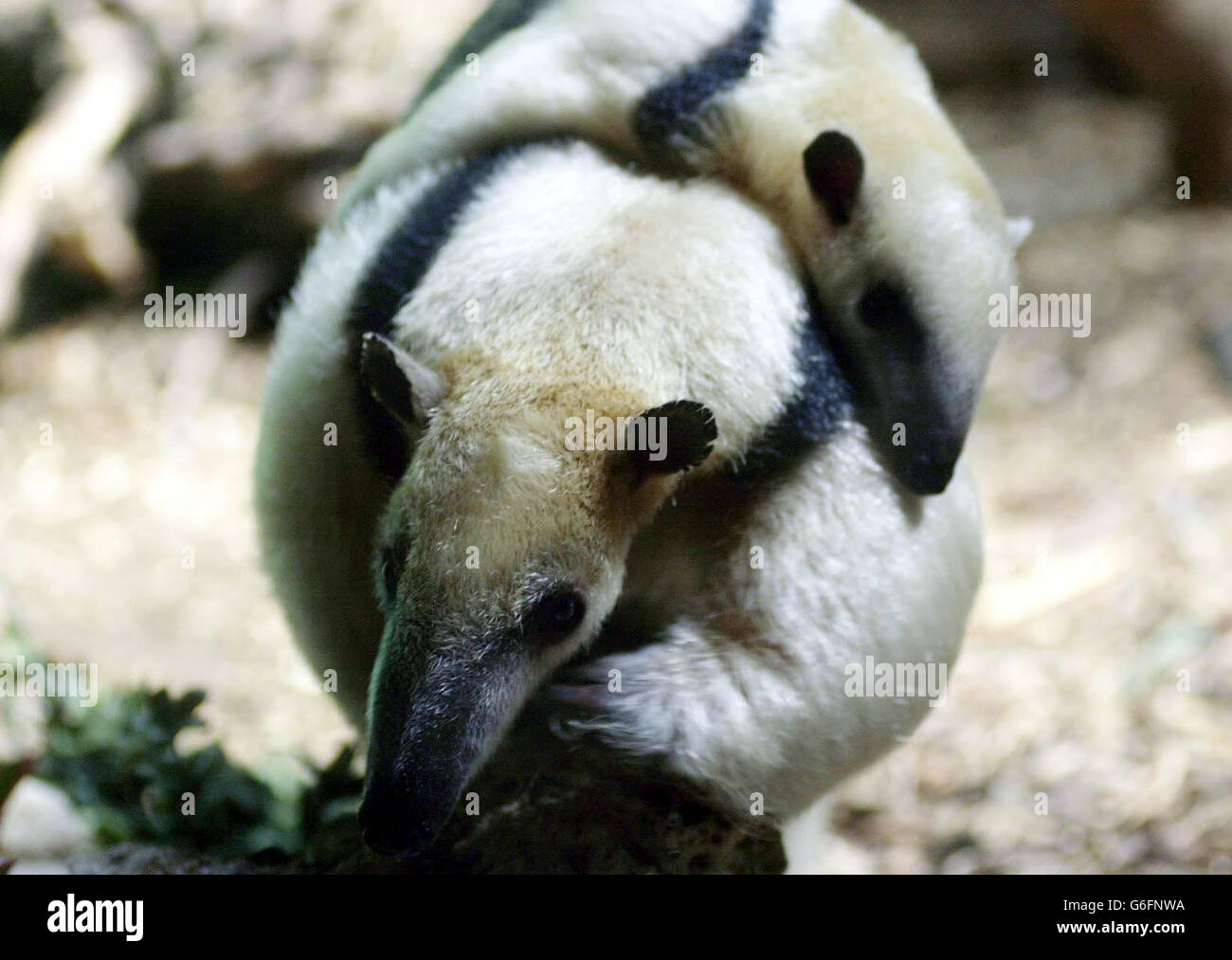 Tamandua baby hi-res stock photography and images - Alamy