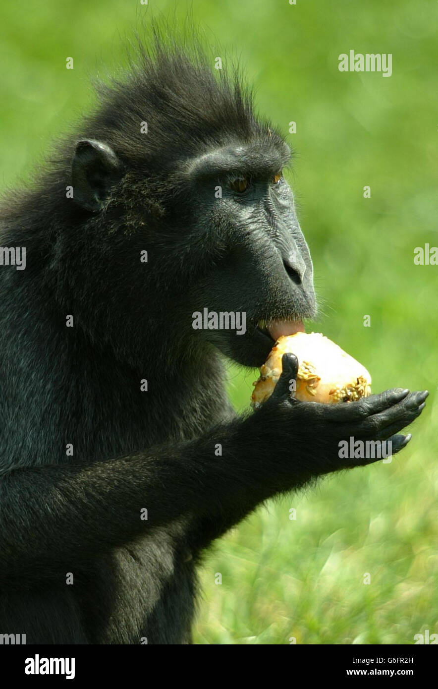 A Sulawesi Crested Macaque licking a fruit ice-cube to cool off at ...