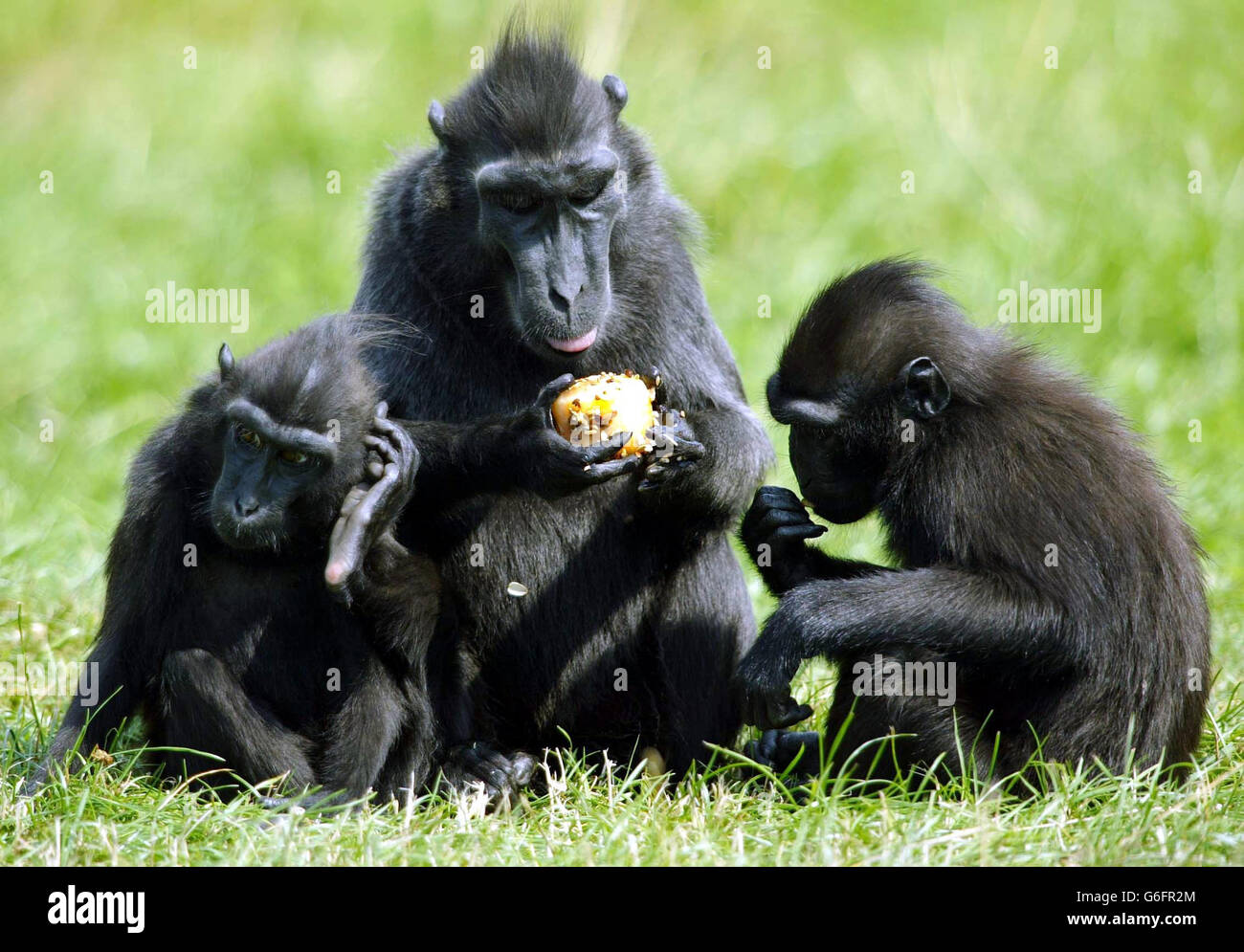 Social weather summer animals monkey mammal sunbathing hotgallery hi ...
