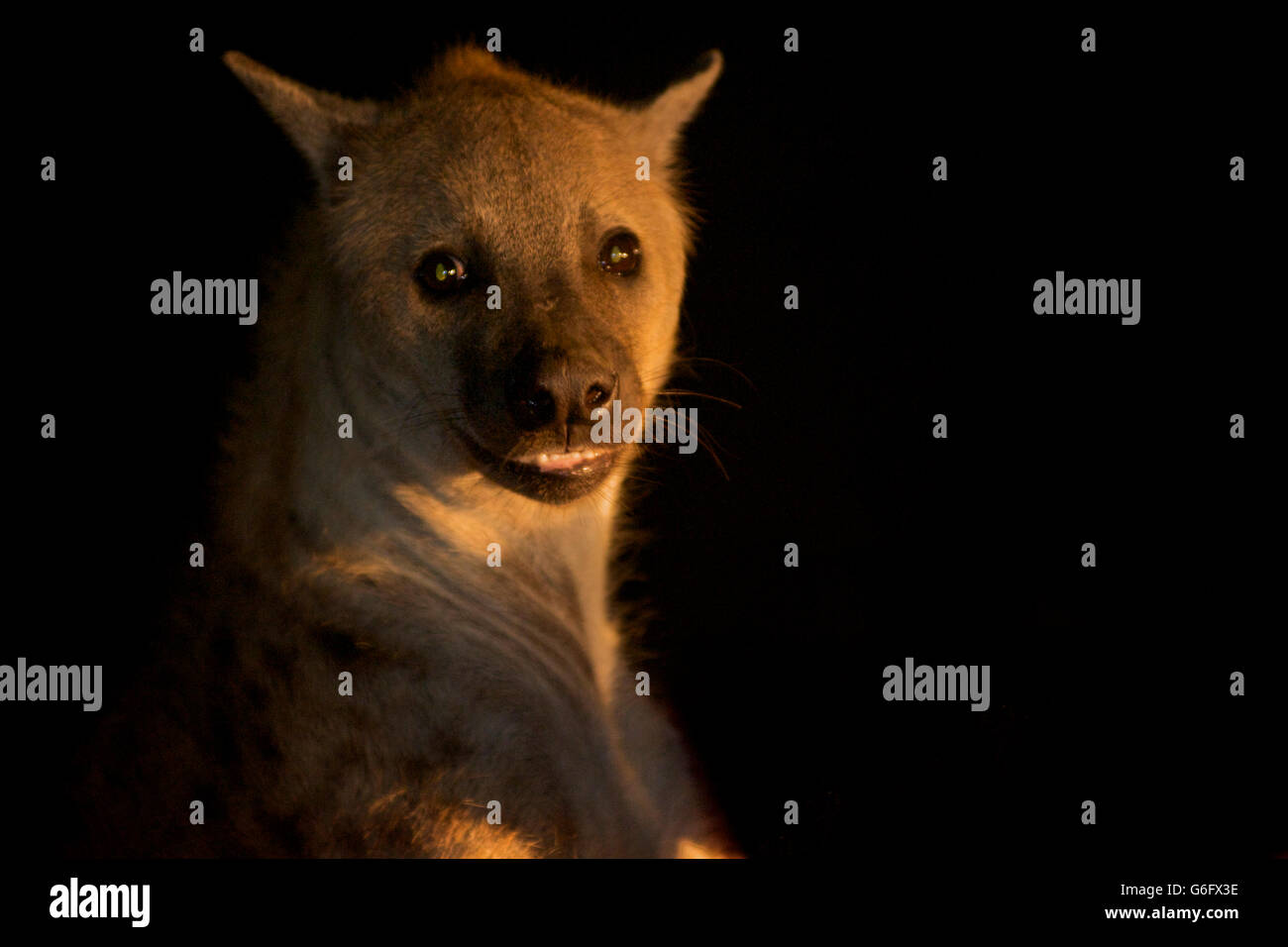 Written records indicate that spotted hyenas have been present in the ...