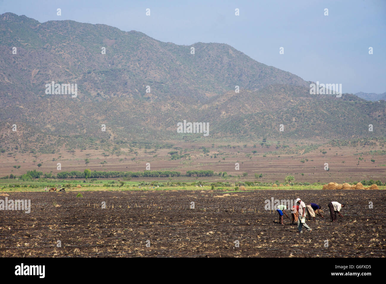 Ethiopian agriculture between Weldiya and Mekele, northern Ethiopia ...