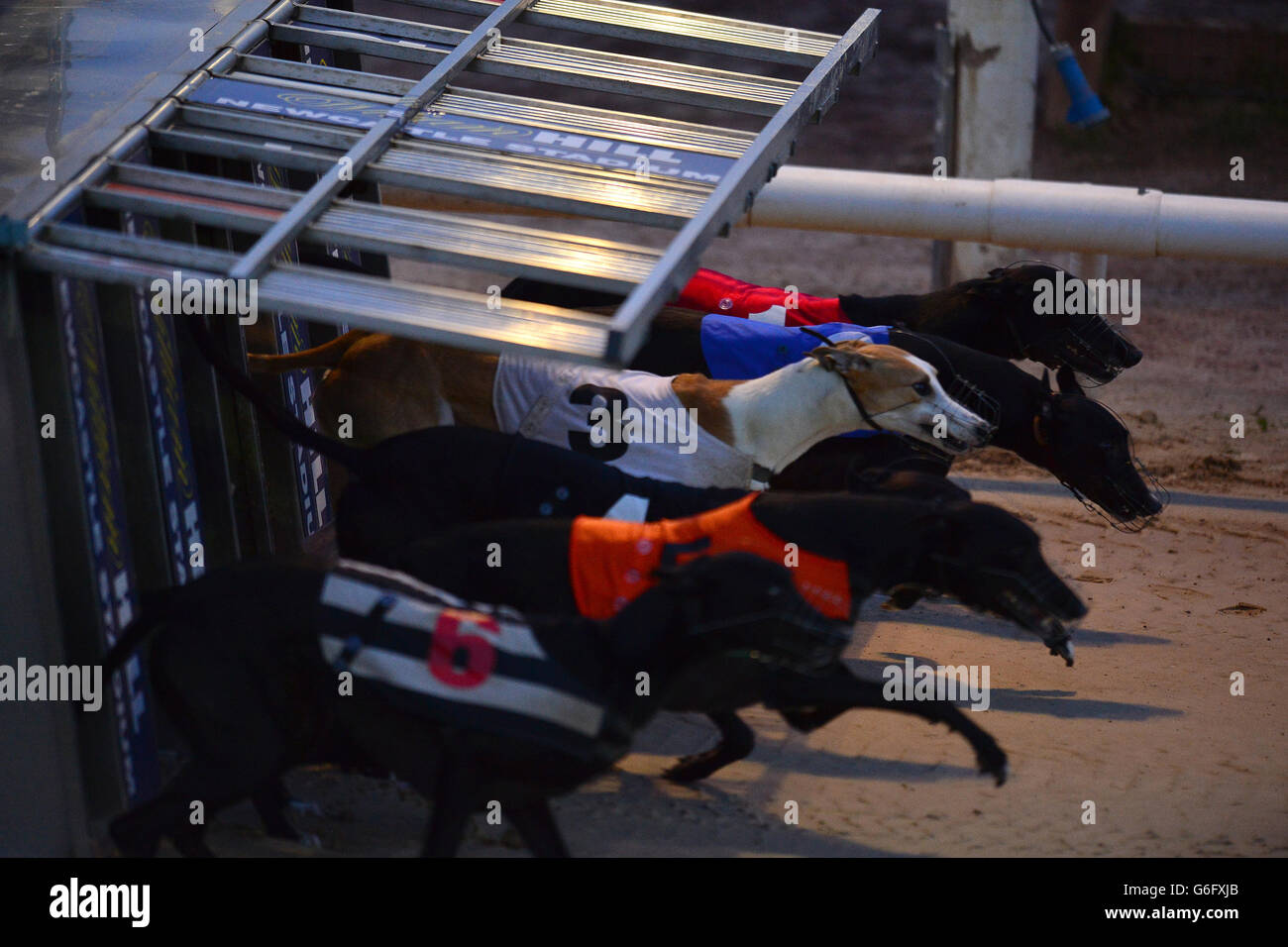 Greyhounds - Newcastle Greyhound Stadium. A view of the traps as dogs ...
