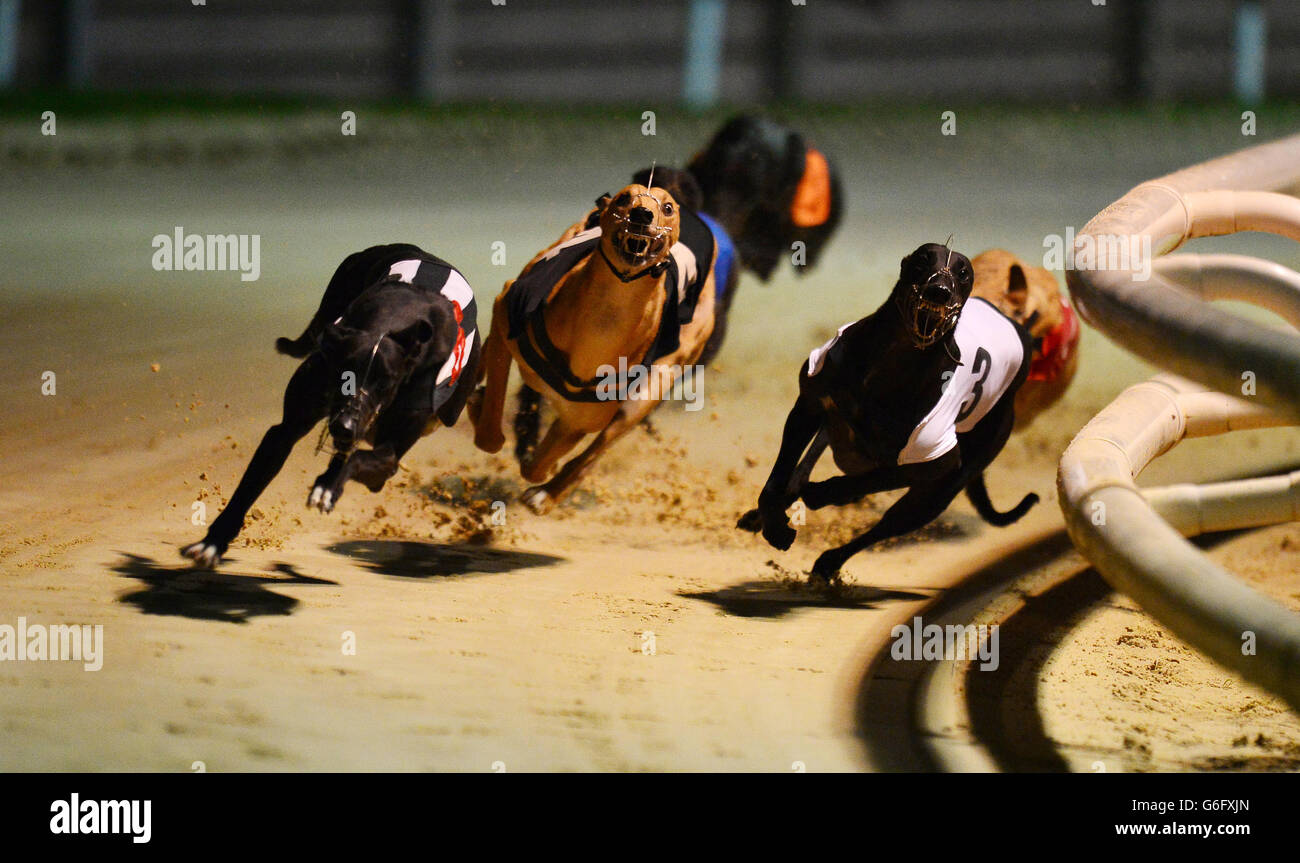 Greyhounds newcastle greyhound stadium hi-res stock photography and ...