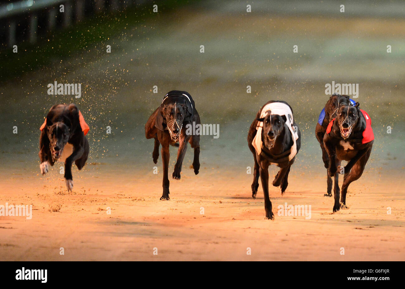 Greyhounds - Newcastle Greyhound Stadium Stock Photo - Alamy