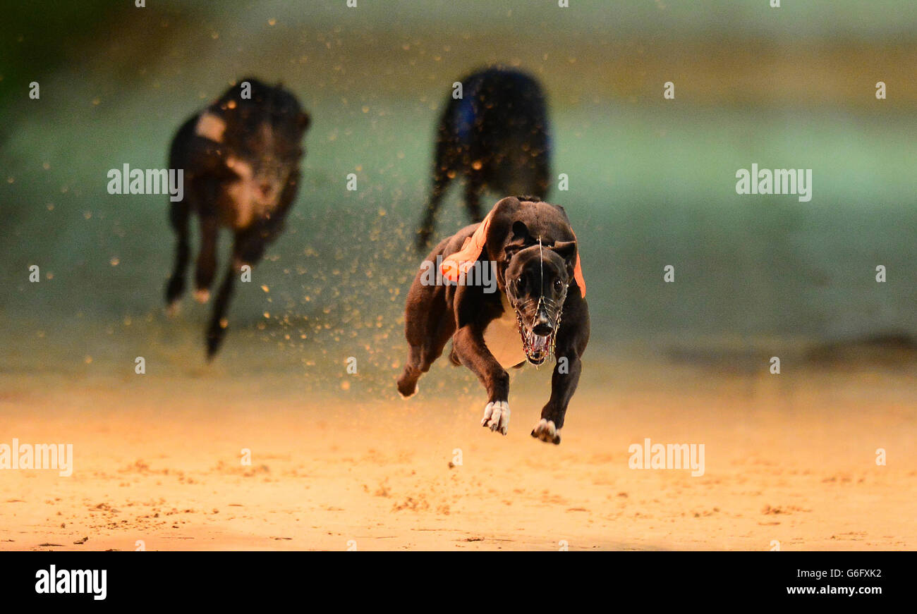 Greyhounds - Newcastle Greyhound Stadium. Dogs run in the Williamhill ...