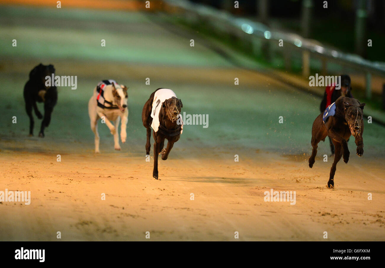 Greyhounds Newcastle Greyhound Stadium High Resolution Stock ...