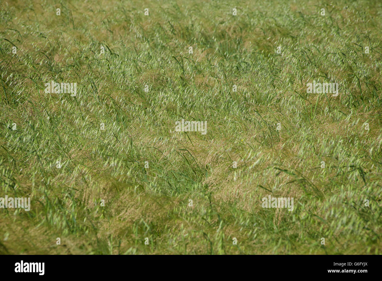 Teff Ethiopia High Resolution Stock Photography and Images - Alamy