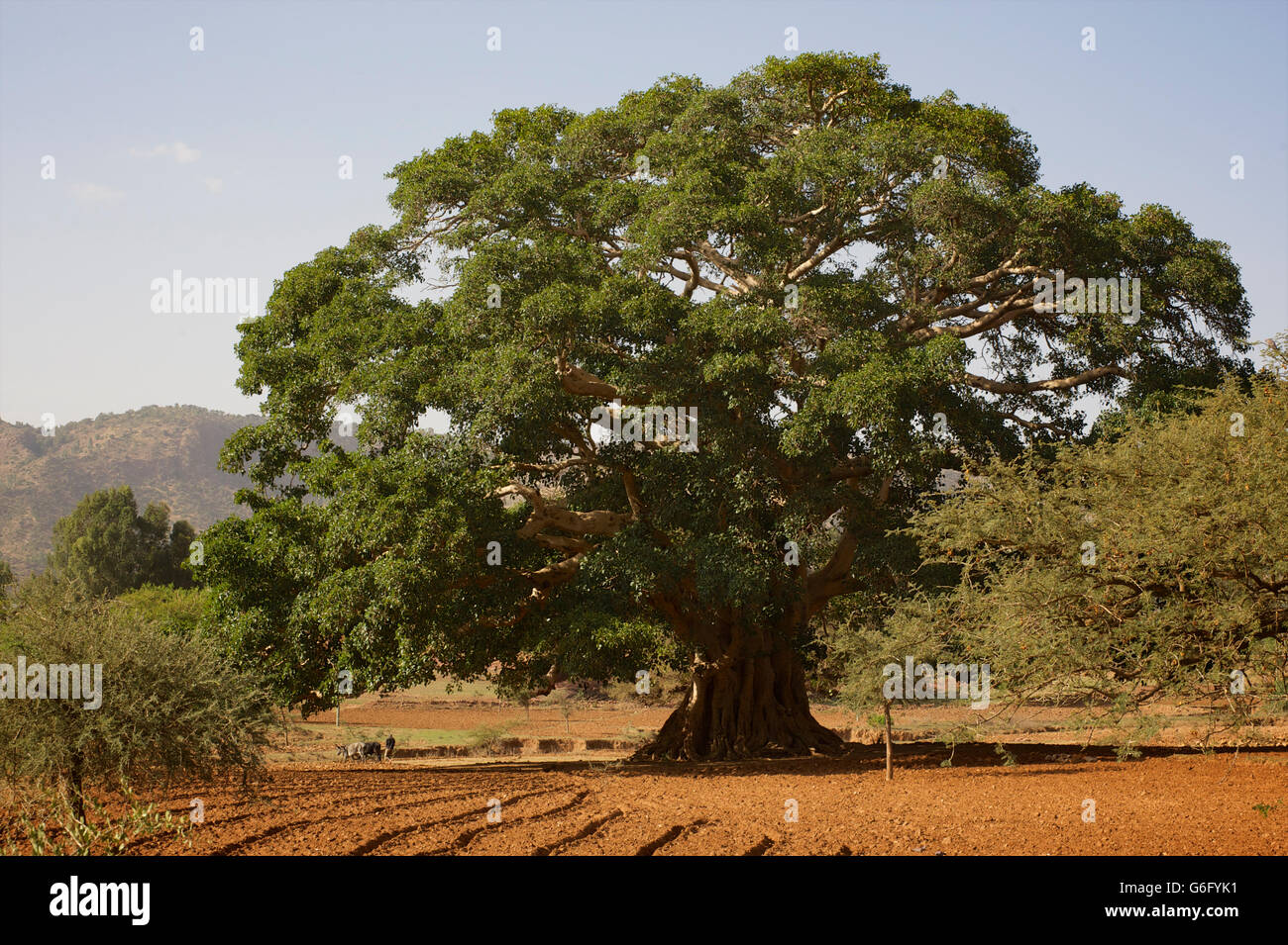 Ethiopia tigray agriculture hi-res stock photography and images - Alamy