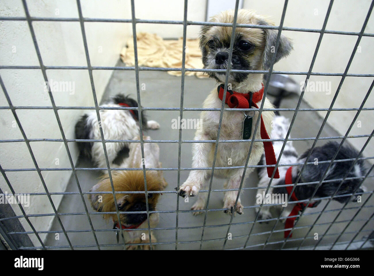 Injured rabbit hi-res stock photography and images - Alamy