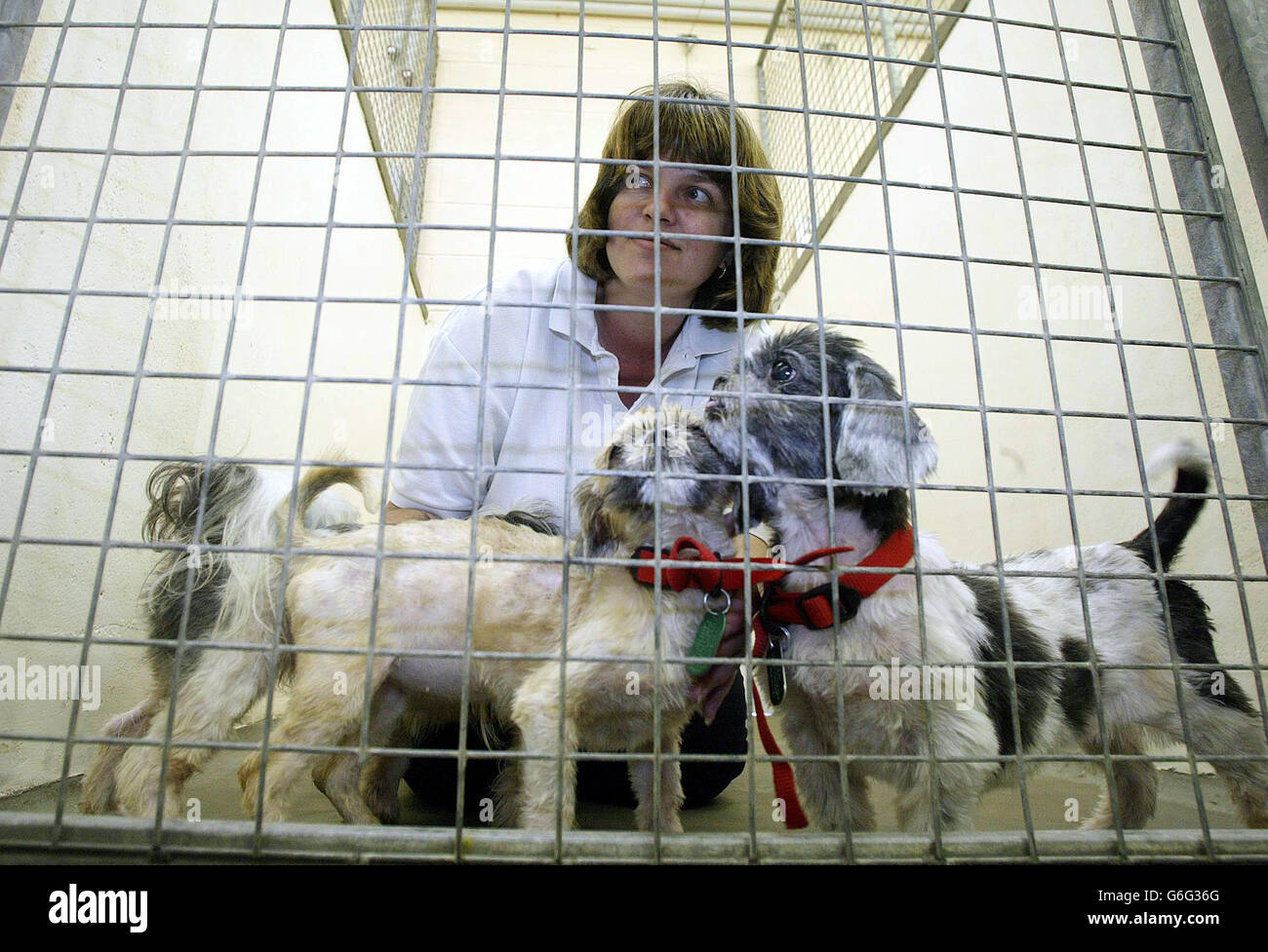 Pekinese yorkshire terriers rspca officers rescued 244 dogs hi-res ...