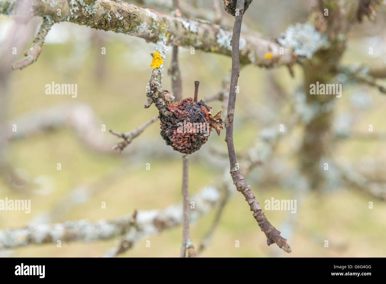 Apple tree without leaves hi-res stock photography and images - Alamy