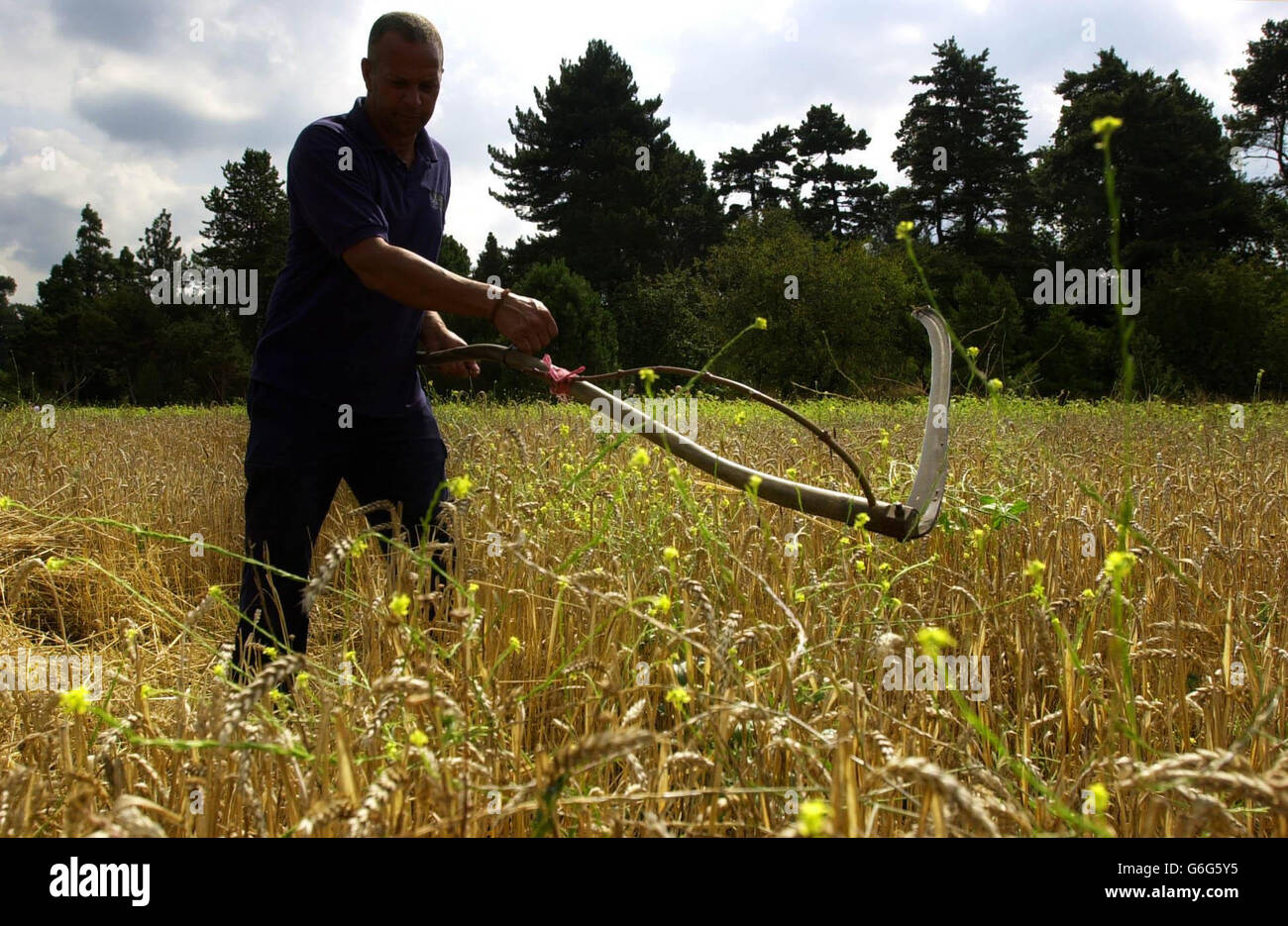 Arboretum team leader Tony Hall harvests a wheat field by hand with a ...