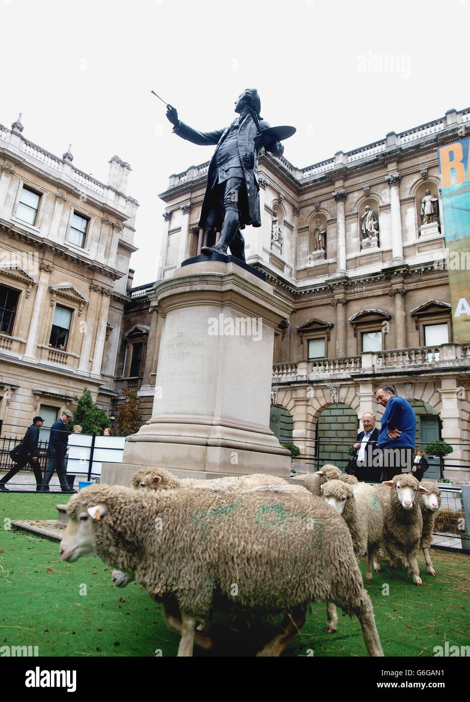 Bowmont merino sheep hi-res stock photography and images - Alamy