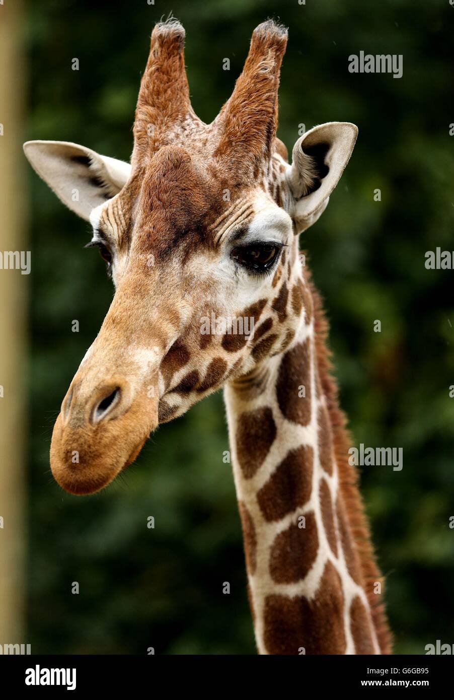 Giraffe heights enclosure hi-res stock photography and images - Alamy