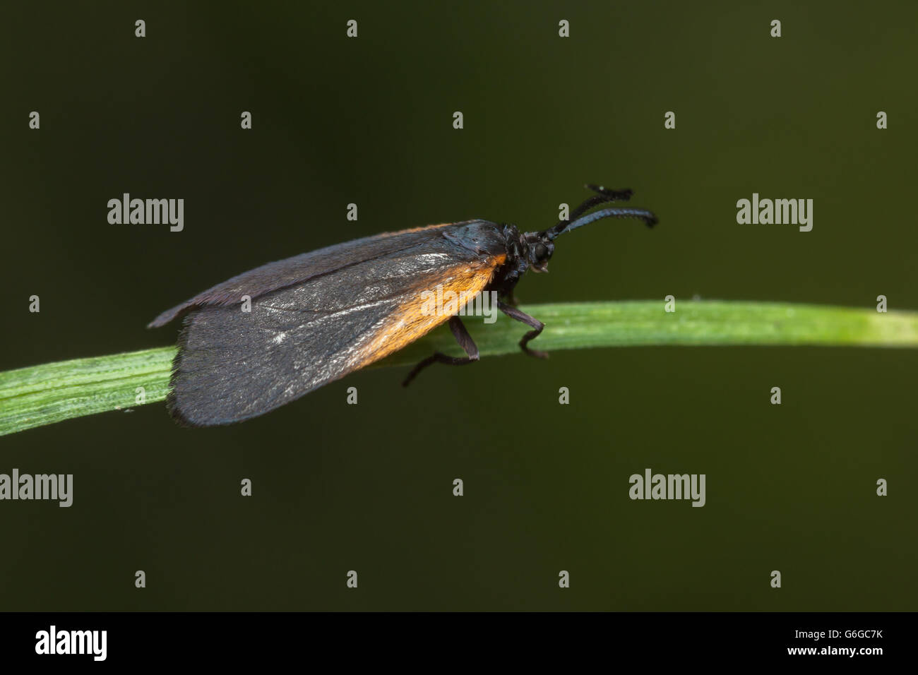 Orange patched smoky moth hi-res stock photography and images - Alamy