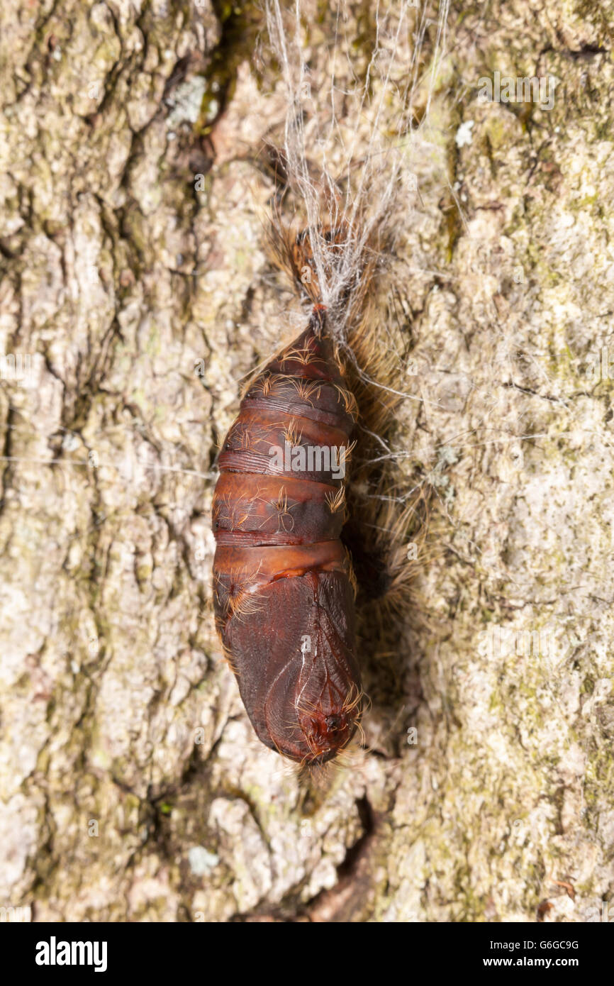 Gypsy moths hi-res stock photography and images - Alamy