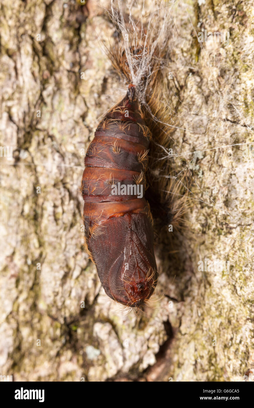 A Gypsy Moth (Lymantria dispar) pupa attached to the side of an oak ...