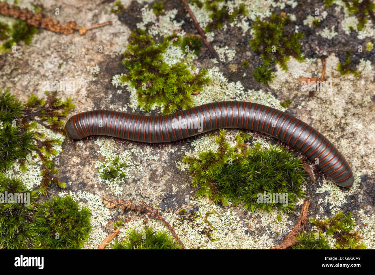 A Millipede (Narceus americanus) moves across a moss covered rock Stock ...