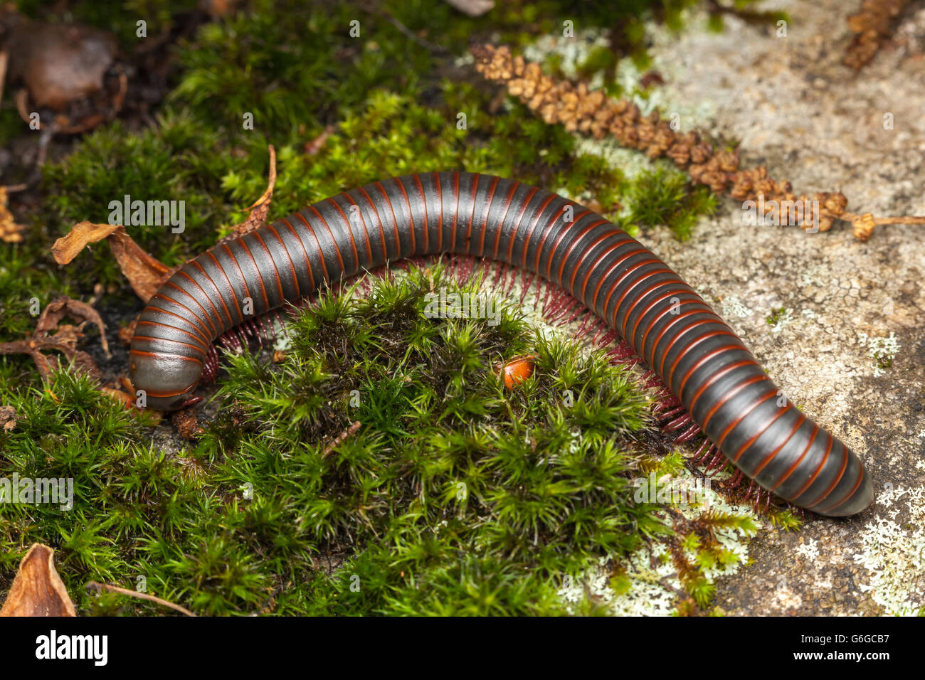 A Millipede (Narceus americanus) moves across a moss covered rock Stock ...