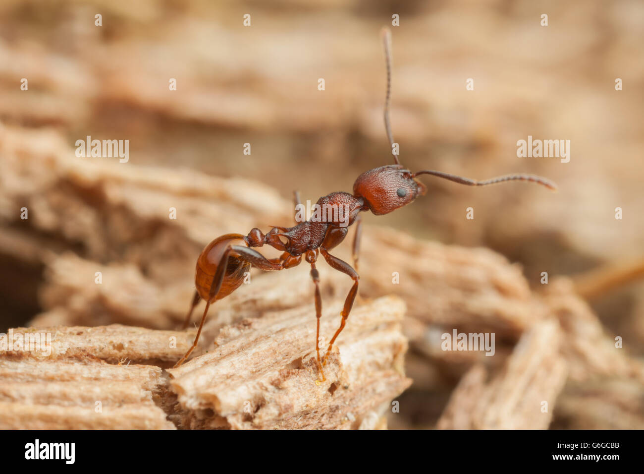Tennessee collared ant hi-res stock photography and images - Alamy