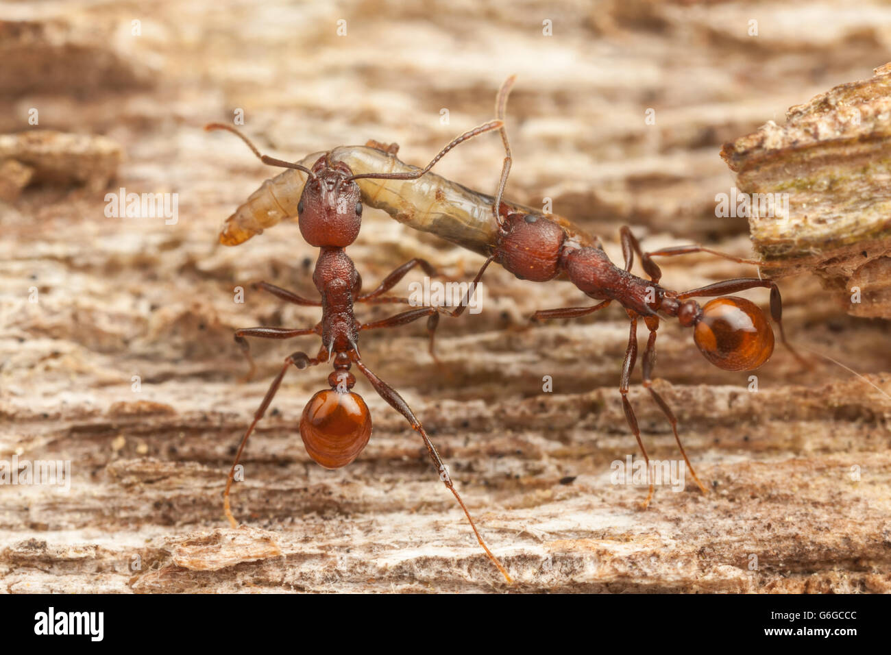 Ant larva hi-res stock photography and images - Alamy