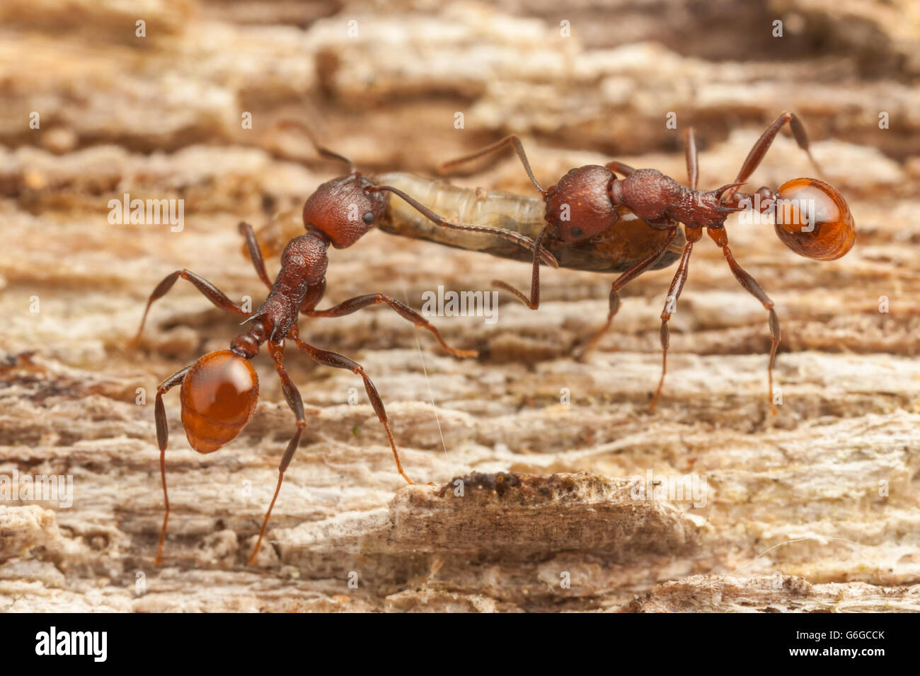Spine waisted ant aphaenogaster tennesseensis workers hi-res stock ...