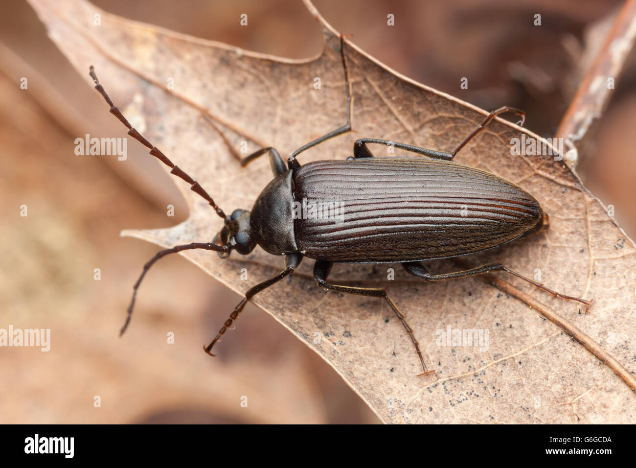 Dead beetles hi-res stock photography and images - Alamy