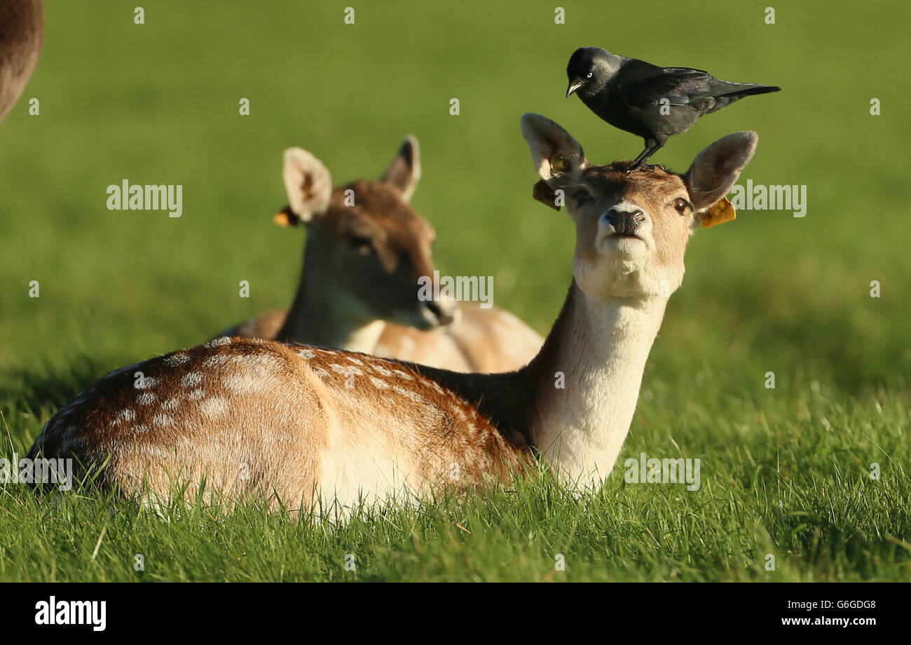 A Crow lands on the head of a young Deer in Dublin's Phoenix Park Stock ...