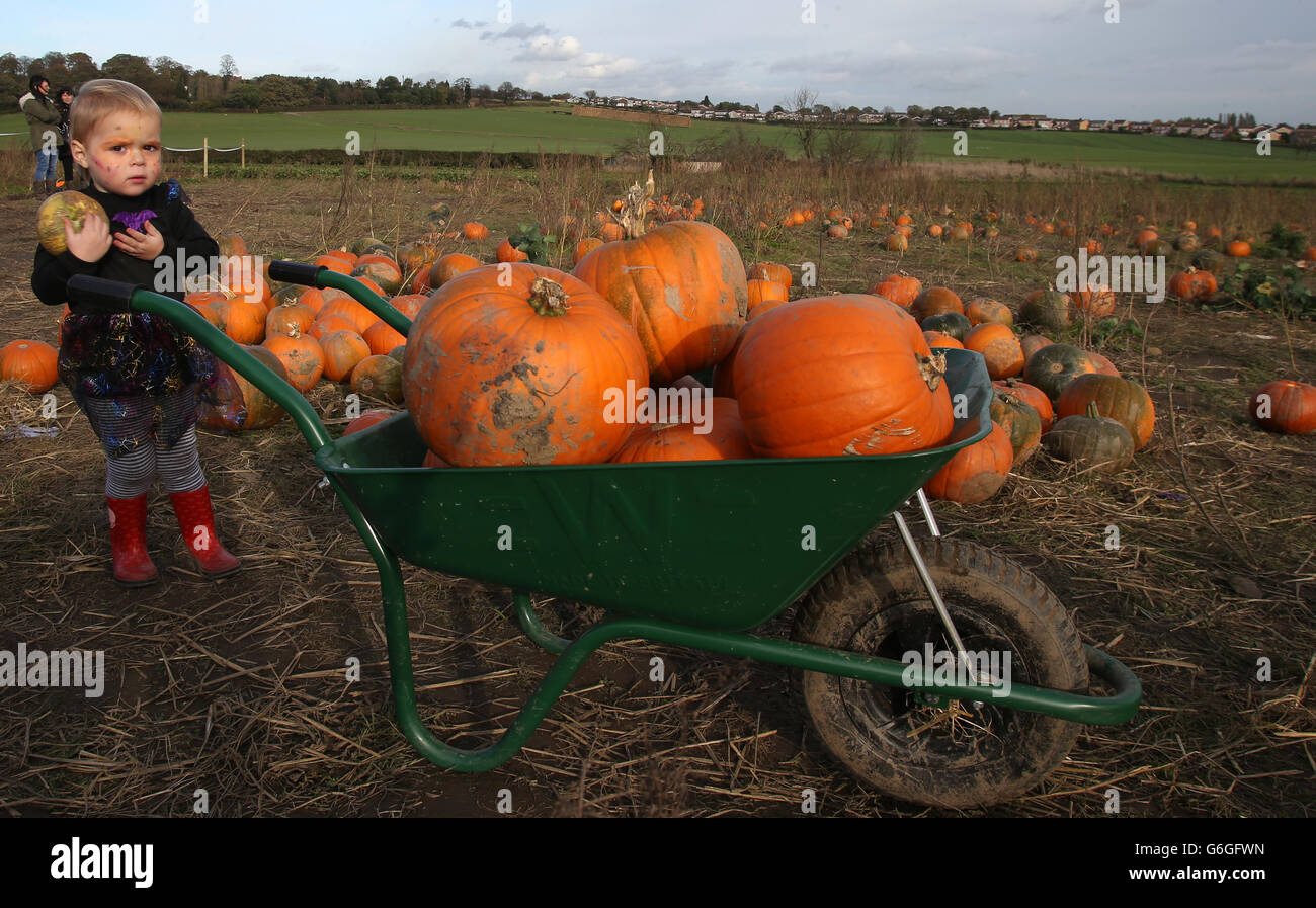 Layla Stetton from Wakefield loads a barrow with pumpkins in a pumpkin ...