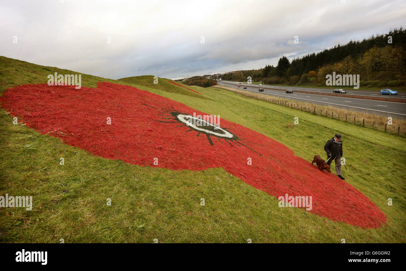 Giant Poppies High Resolution Stock Photography and Images - Alamy