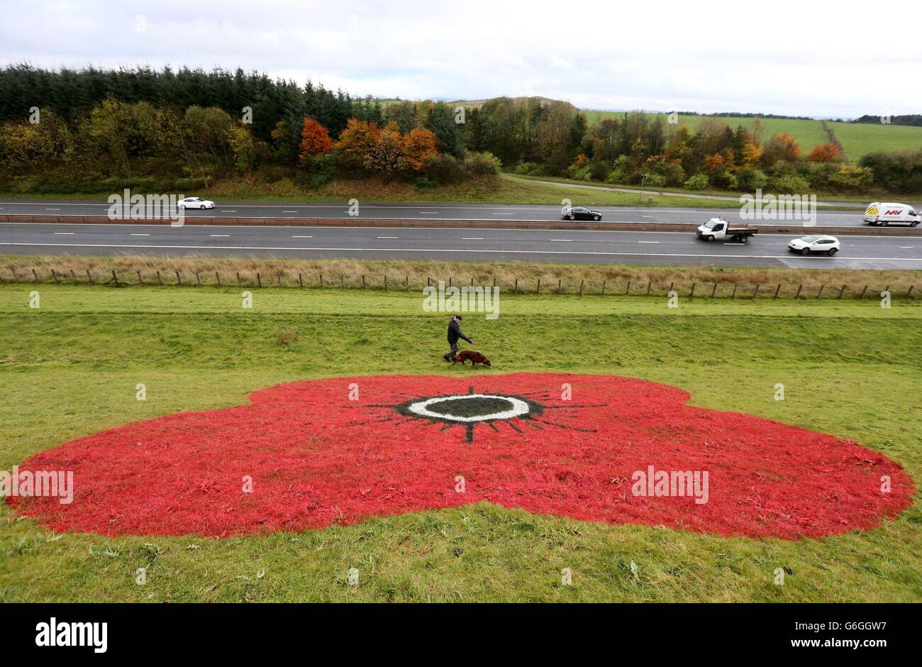 Poppies hli hi-res stock photography and images - Alamy