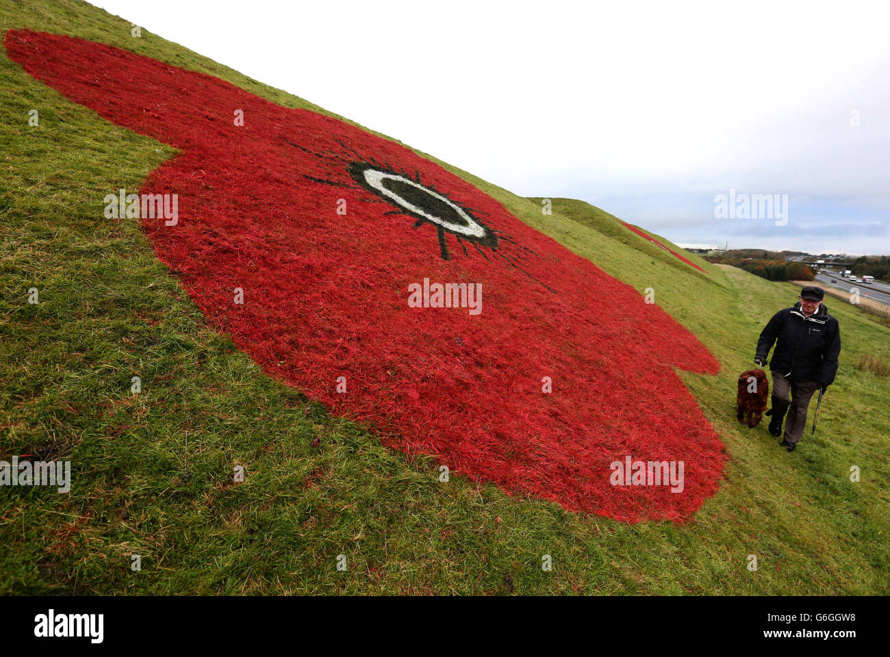 Giant Poppies at Bathgate Pyramids Stock Photo - Alamy