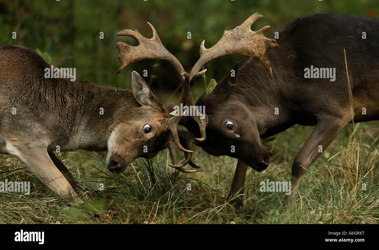 Fallow deer rutting season in phoenix park hi-res stock photography and ...