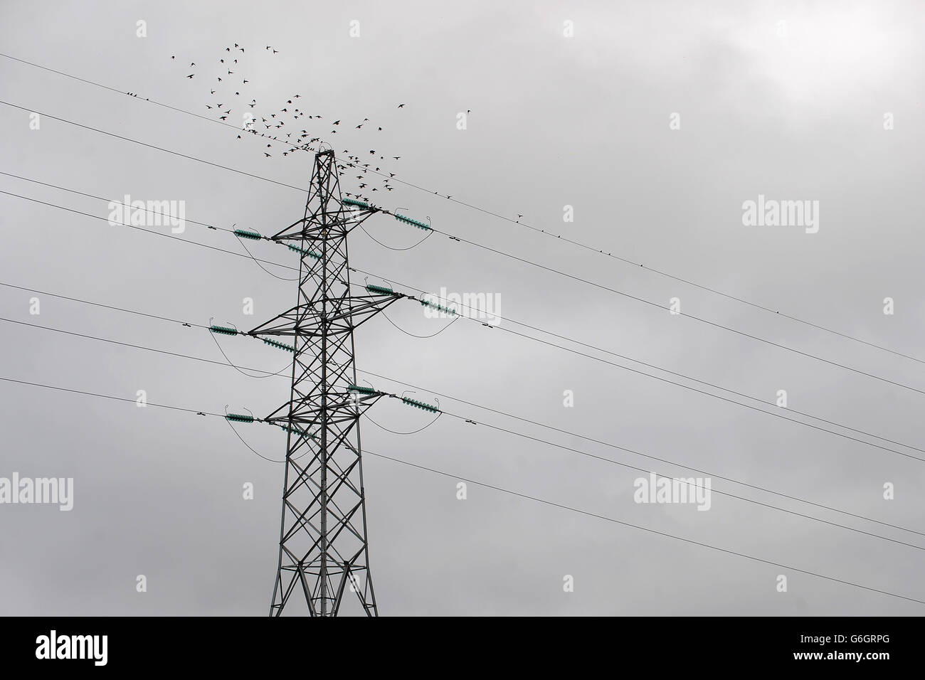 Electricity pylon stock. General view of birds flocking around an ...