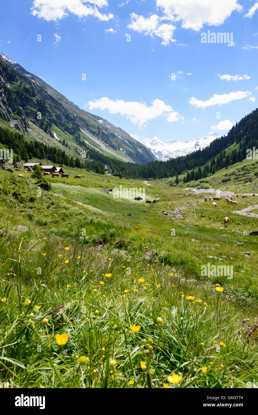 Grosser geiger hi-res stock photography and images - Alamy