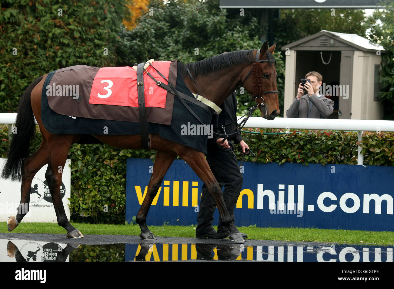 Racehorse is paraded for the at kempton park racecourse hi-res stock ...