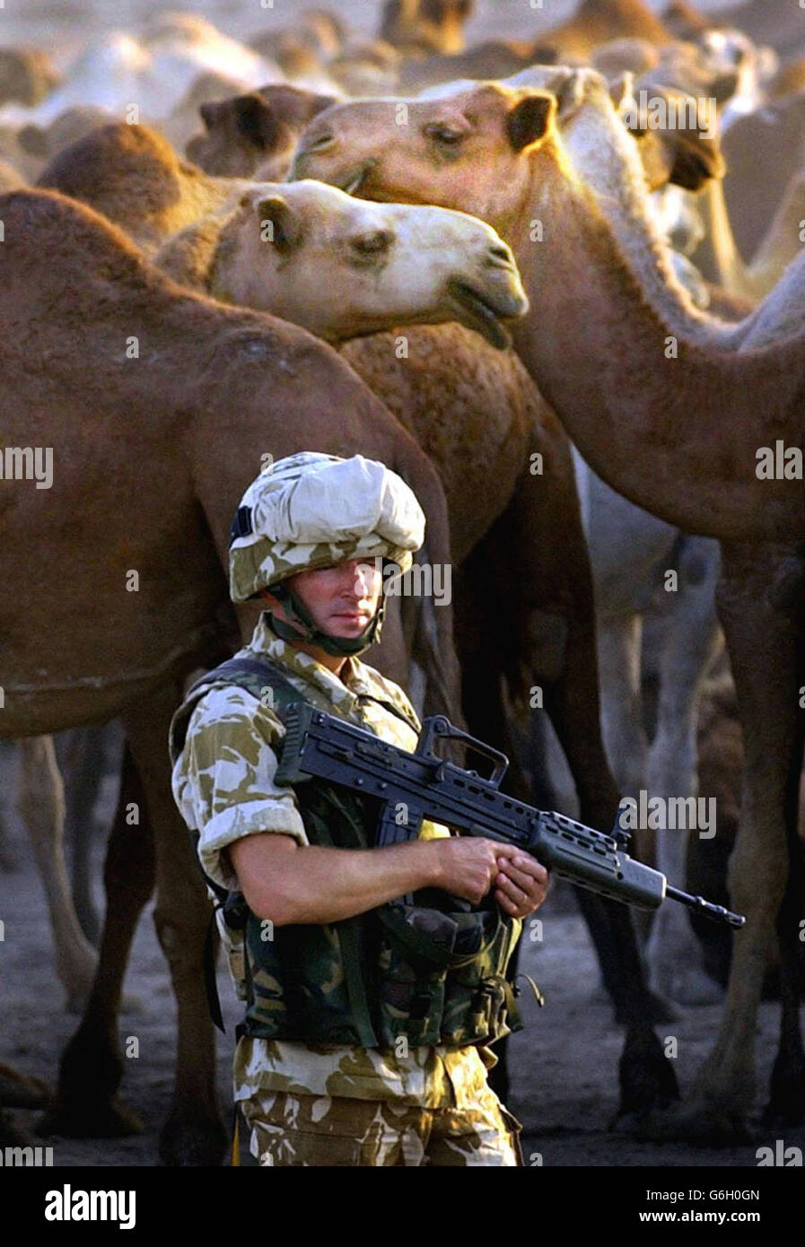 War miltary camels uniform camouflage hi-res stock photography and ...