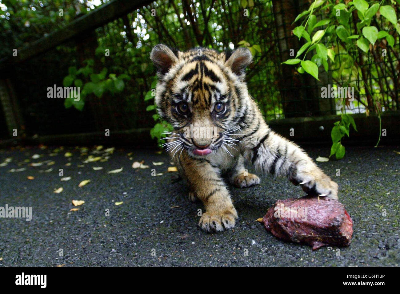 Tiger Eating Meat In Zoo High Resolution Stock Photography and Images ...