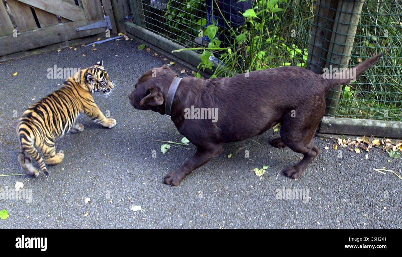 Ratna Sumatran tiger cub Stock Photo - Alamy