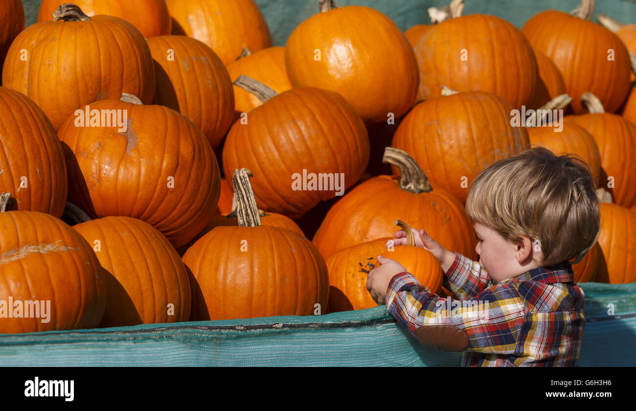 Slindon pumpkin display Stock Photo - Alamy