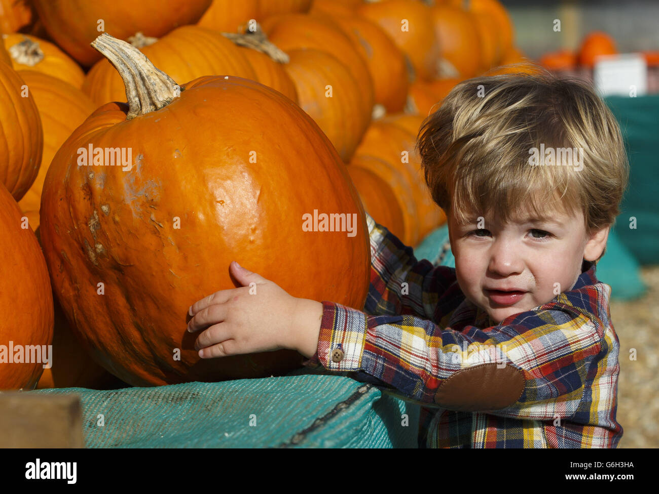 Henry Payne, 18 months, chooses a pumpkin from Robin Upton's shop in ...