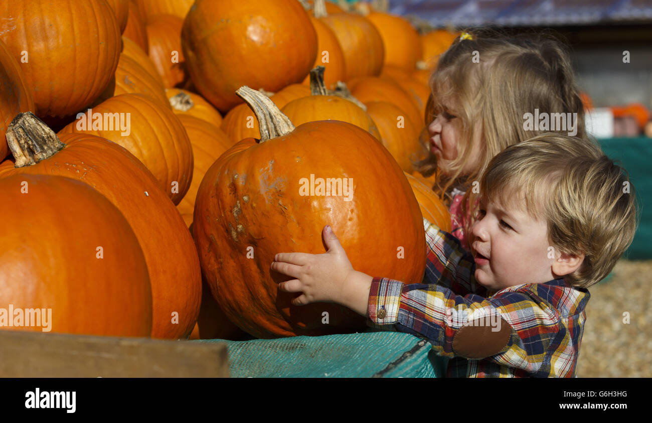 Pumpkin from cinderella hi-res stock photography and images - Alamy