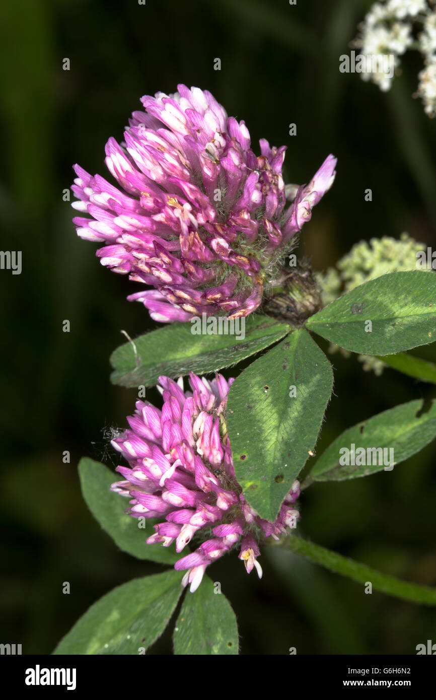 Close-up image of Wild Red Clover, (Trifolium pratense) growing in ...