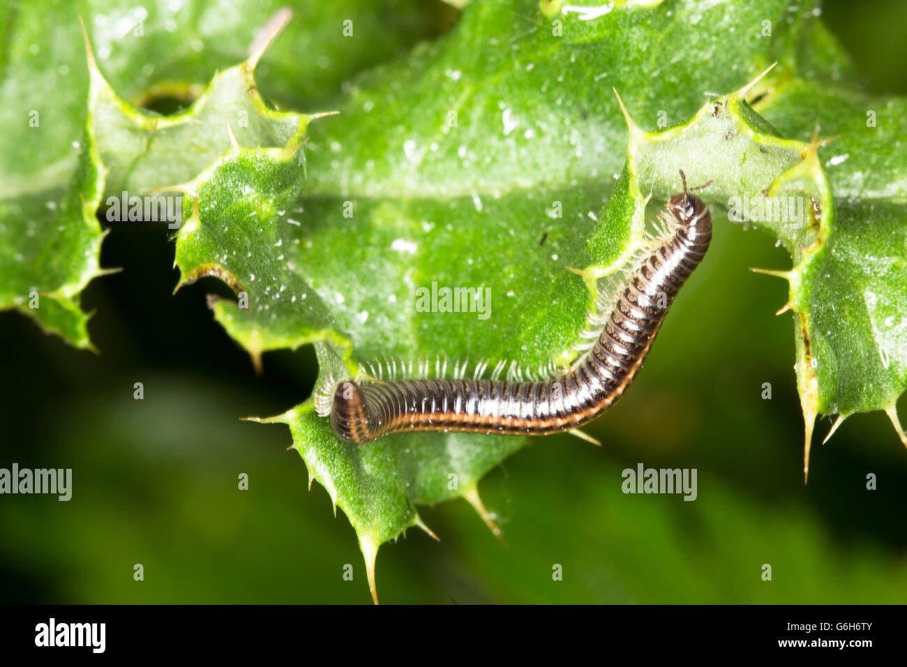 Striped Millipede, (Ommatoiulus sabulosus) climbing nettles around ...