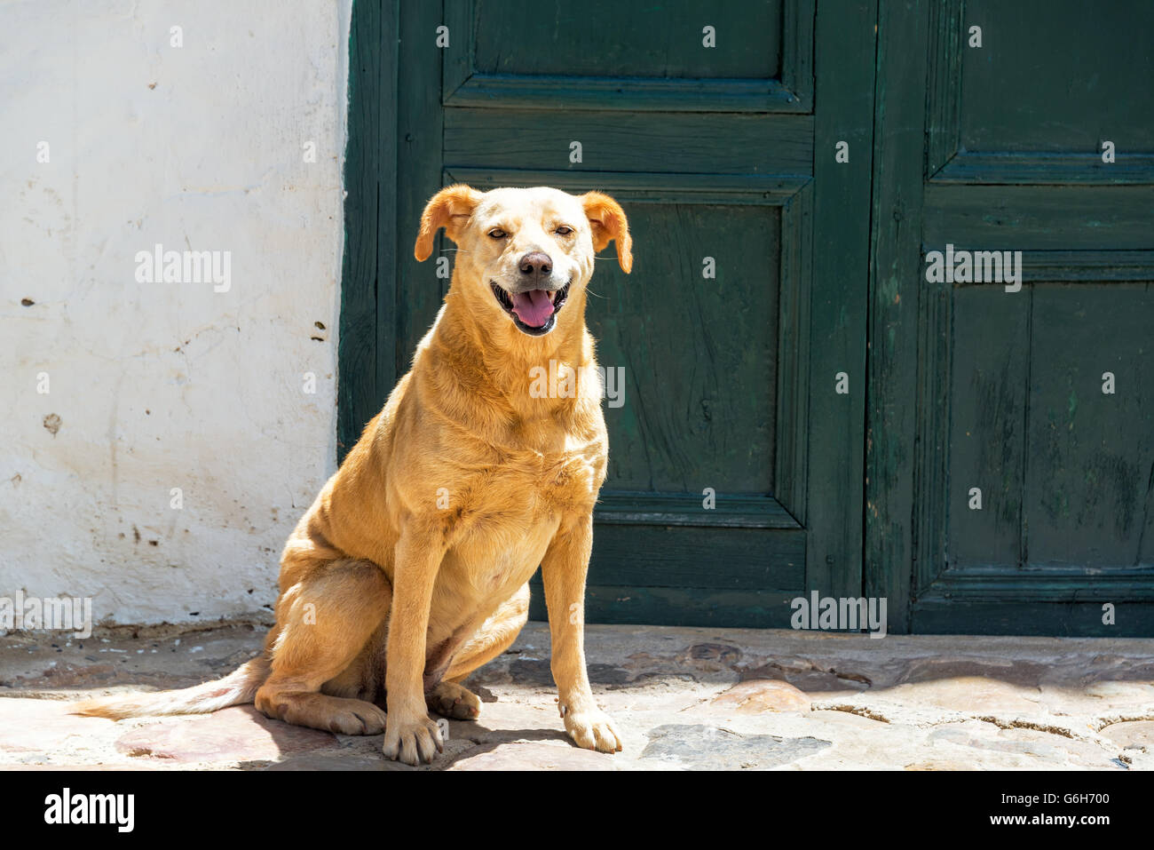 Happy looking dog sitting in front of a colonial building in Villa de ...