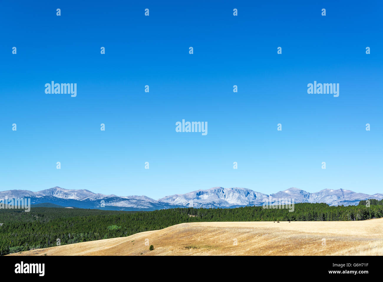 Dry plains, lush green forest, and beautiful Bighorn Mountain Range ...